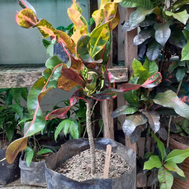 Jual Puring Bor / Croton Plant/ Bunga Luli/ Bunga Dudi | Shopee Indonesia
