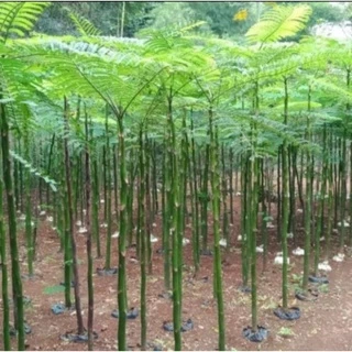 Jual Pakis Brazil Terlengkap & Harga Terbaru Agustus 2024 | Shopee ...