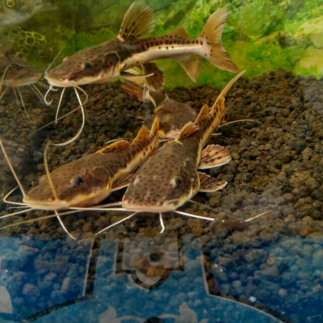 Jual LEOPARD CATFISH / IKAN HIAS PREDATOR | Shopee Indonesia