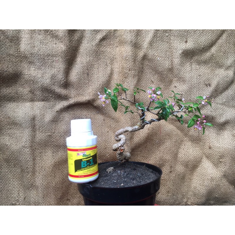 Jual Bonsai mame Sakura micro | Shopee Indonesia