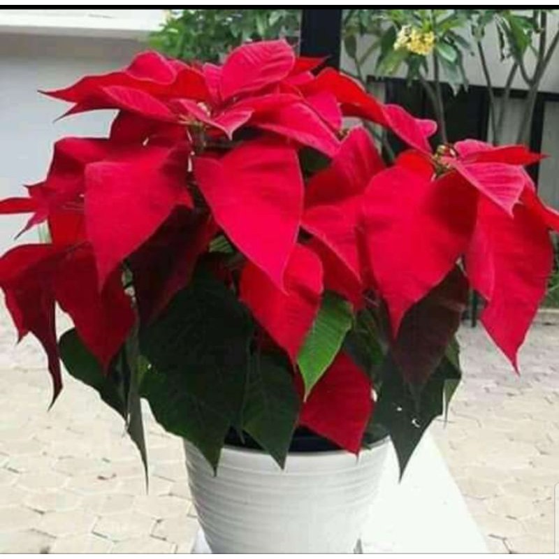 Jual Bunga Katusba Merah | Shopee Indonesia