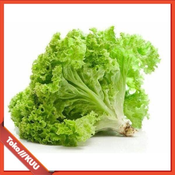 Jual Selada / Lettuce Matt Green- 75 Benih 20gr | Shopee Indonesia
