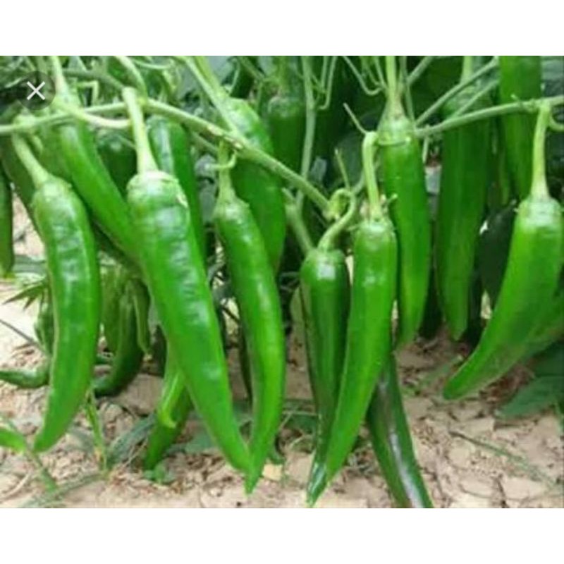 Jual Cabe Hijau / Cabai lombok panjang | Shopee Indonesia
