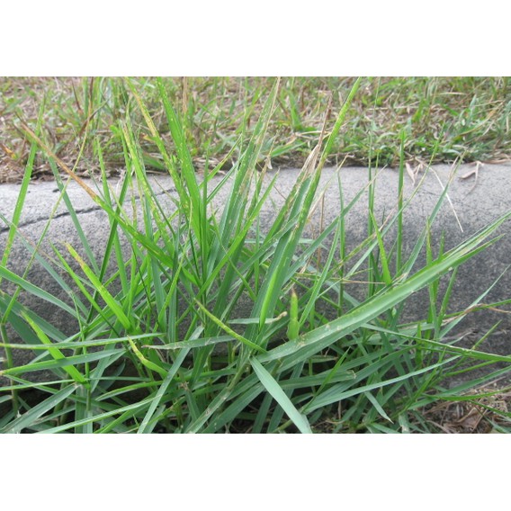 Jual Bibit Tanaman RUMPUT TEKI | Shopee Indonesia