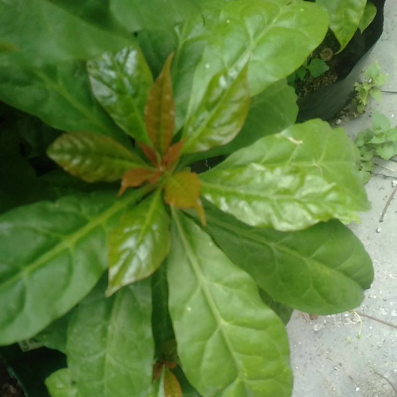 Jual Daun Jarum Tujuh Bintang Bilah duri minim order 10 lembar ...