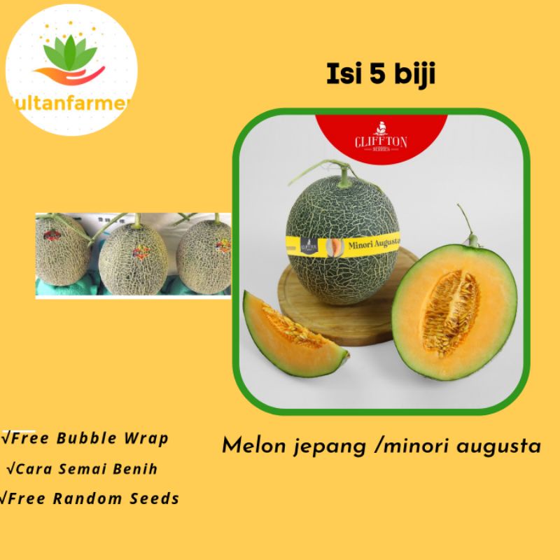 Jual 5 Biji melon yubari IMPORT | Shopee Indonesia