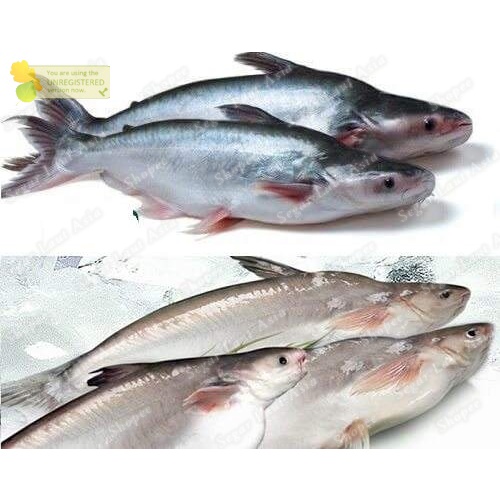 Jual Ikan Patin Segar Ikan Patin Fresh 1Kg | Shopee Indonesia