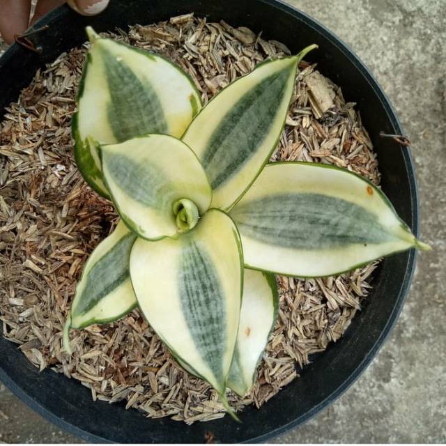 Jual Tanaman hias indoor pembersih udara / sansevieria hahnii gold ...