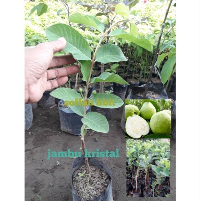 Jual jambu kristal putih | Shopee Indonesia