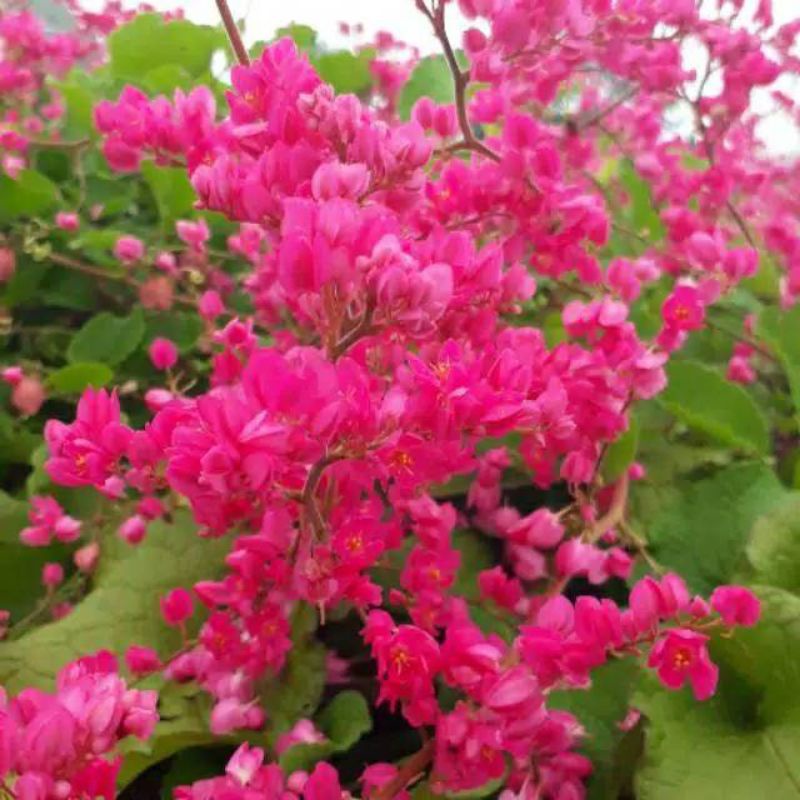 Jual Bibit bunga Air Mata Pengantin(AMP) | Shopee Indonesia