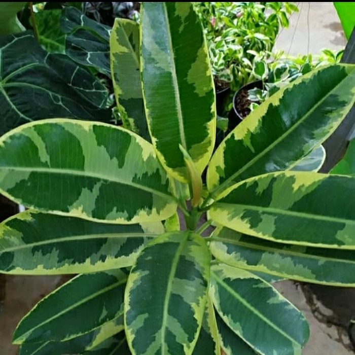 Jual Tanaman hias karet kebo variegata-ficus elastica variegata ...