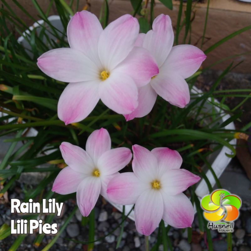Jual Umbi Rain Lily Lili Pies Siap Tanam | Shopee Indonesia