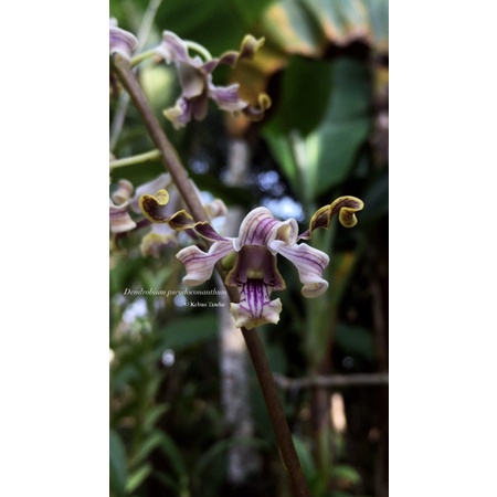 Jual Dendrobium pseudoconanthum jungle sulawesi ( Anggrek Besi Sulawesi ...