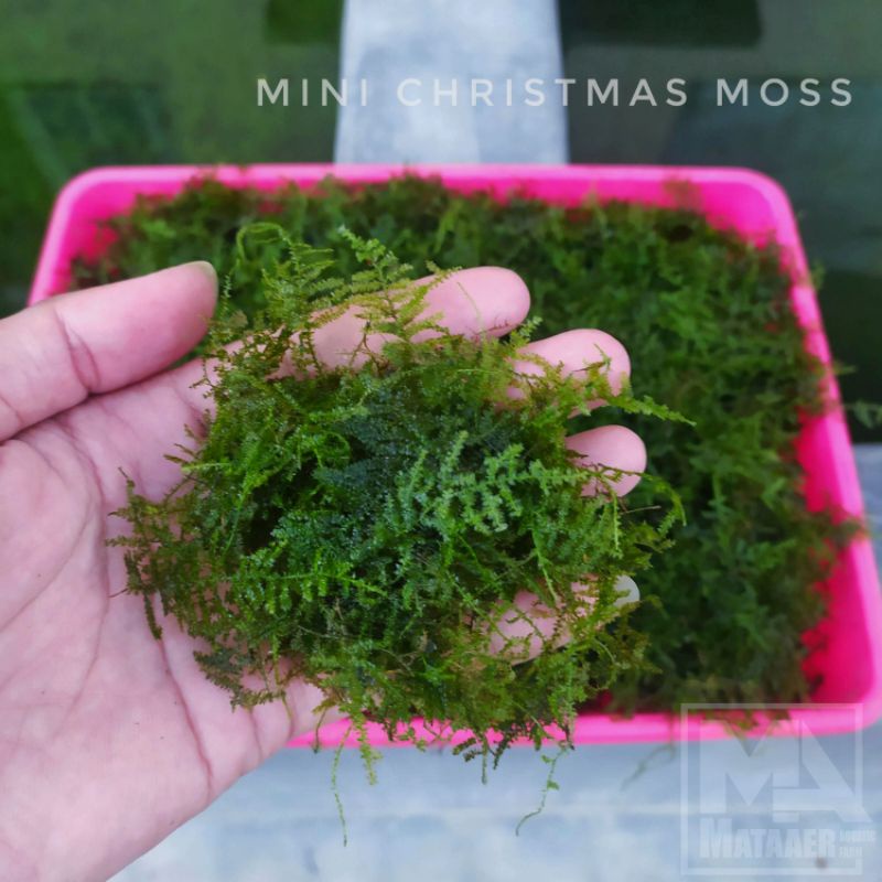 Jual Moss mini Christmas bahan full air BELI 3 bonus 1 | Shopee Indonesia