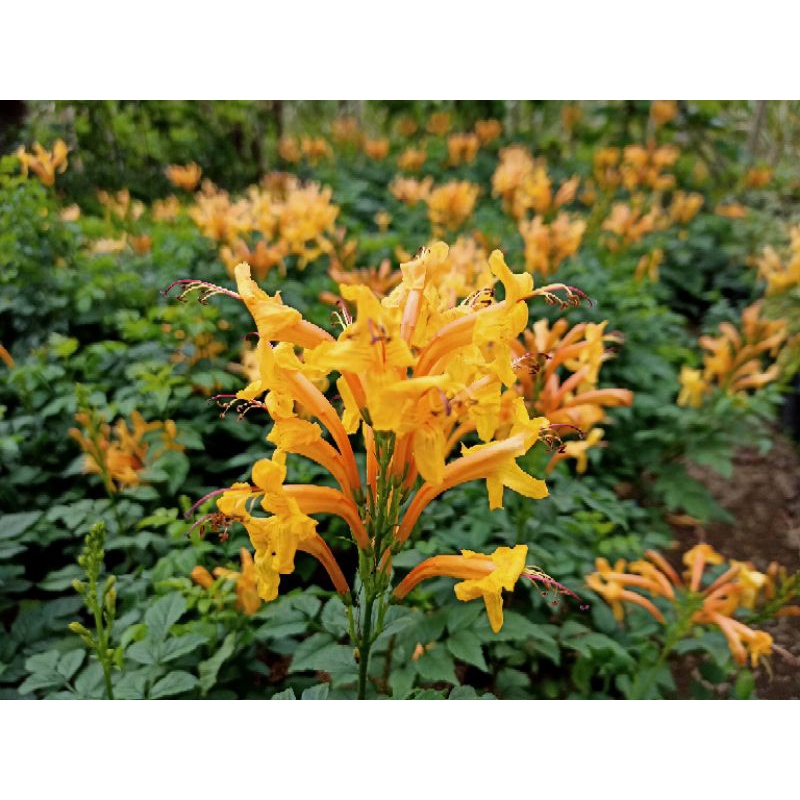 Jual Bibit bunga tecomaria murah | Shopee Indonesia