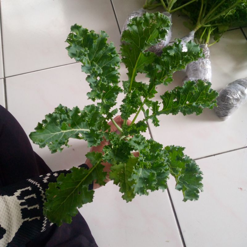 Jual Kale Curly | tanaman kale curly red Russian red rubel | kale ...