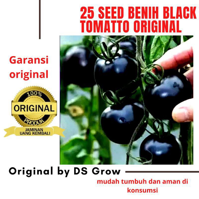 Jual 25 benih black TOMATO ORIGINAL tomat hitam blacktomatto sayuran ...