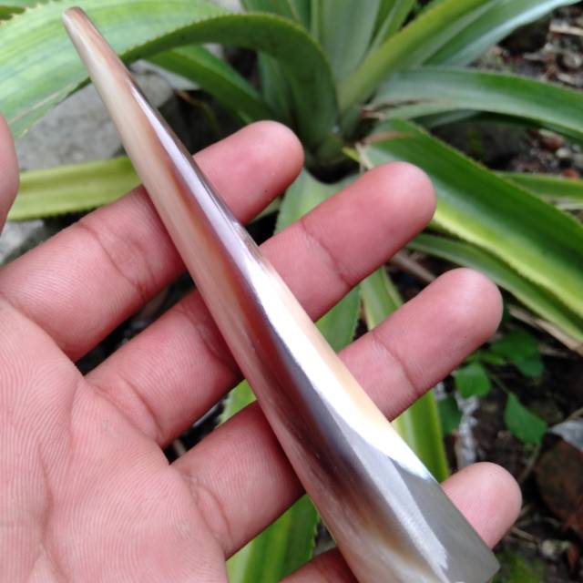 Jual Pipa once tanduk kerbau bule original | Shopee Indonesia