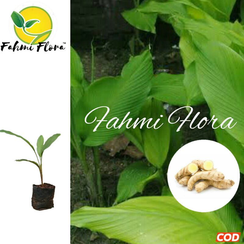 Jual TEMU MANGGA (curcuma mangga valeton) | Shopee Indonesia