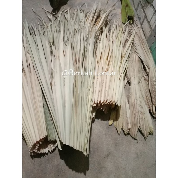 Jual Daun Siwalan UTUH yang masih Muda (Pupus Lontar) | Shopee Indonesia