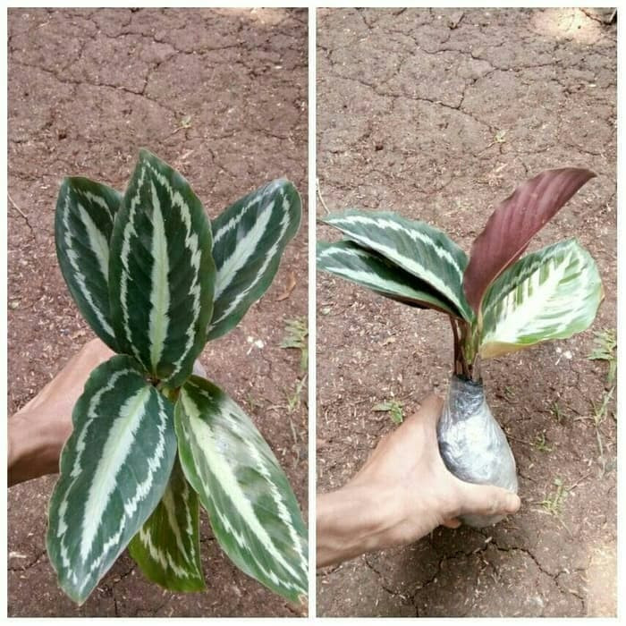 Jual Jual Tanaman Hias Calathea Silverback Pohon Calatea Shopee