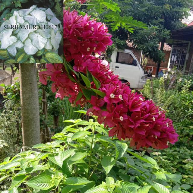 Jual Bougenville Merah Fanta Tanaman Hidup Bunga Hidup Murah Bunga