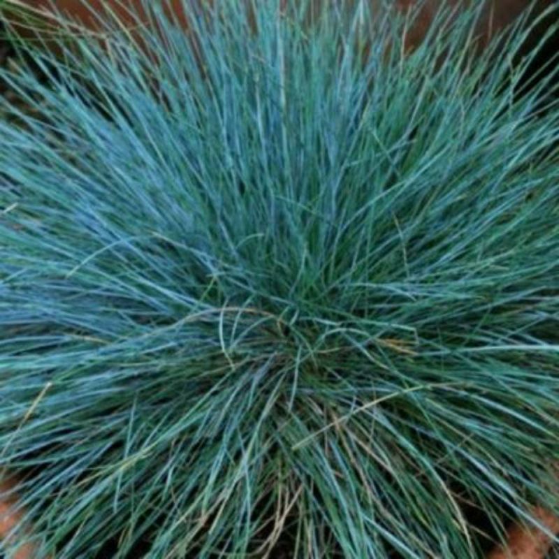 Jual Tanaman Rumput Biru Festuca Glauca | Shopee Indonesia
