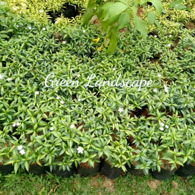 Jual Tanaman Hias rembosa mini Bunga putih tanaman Hias | Shopee Indonesia