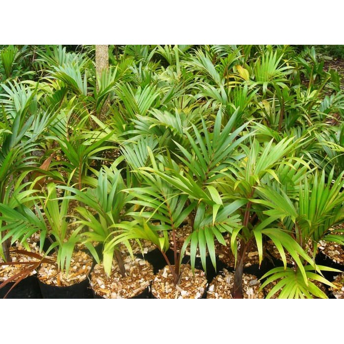 Jual JJ Tanaman Palem Botol | Shopee Indonesia