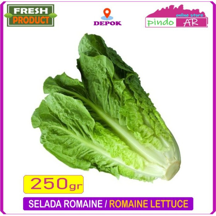 Jual SELADA ROMAINE / ROMAINE LETTUCE 250 GRAM | Shopee Indonesia