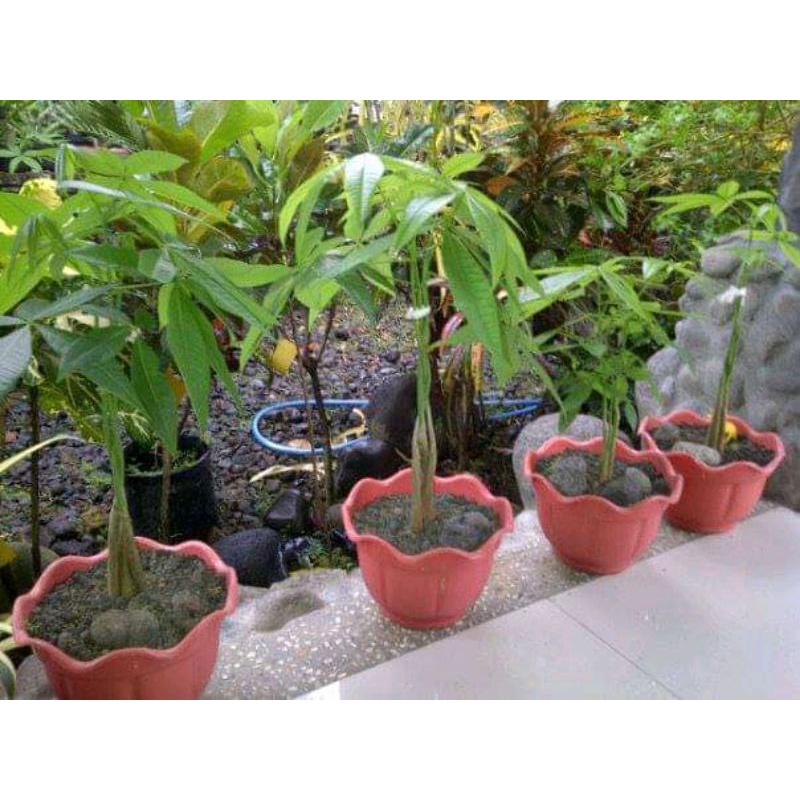 Jual tanaman money tree Paciran pohon uang | Shopee Indonesia