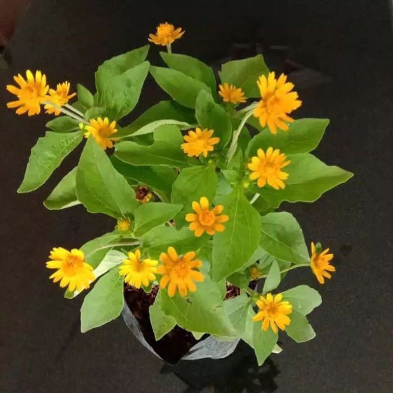 Jual Tanaman hias kolget / Bunga matahari mini | Shopee Indonesia