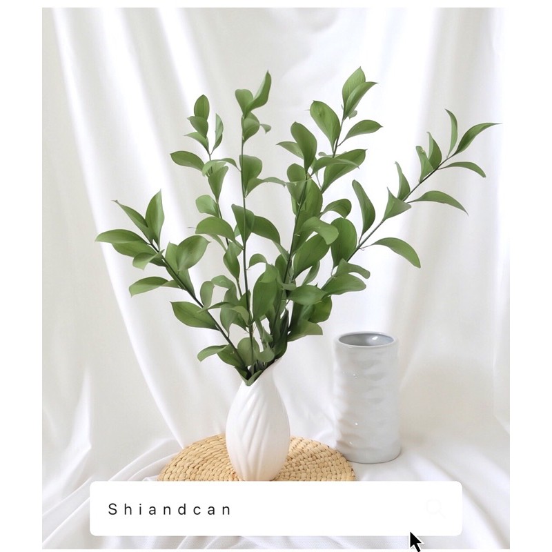 Jual Daun Ruscus | Ruscus Leaves | Dried Ruscus | Ruscus | Shopee Indonesia