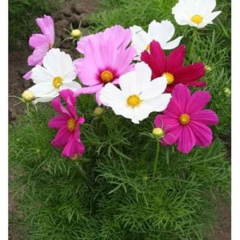 Jual 12 biji/benih bunga cosmos mixed colours | Shopee Indonesia