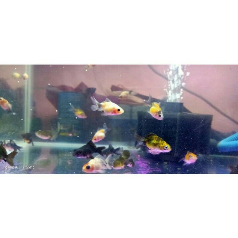 Jual IKAN MAS KOKI MUTIARA | Shopee Indonesia