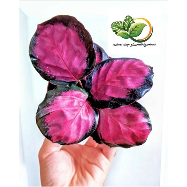 Jual Tanaman Hias Calathea Beauty Star - Crimson - Calathea Corona ...