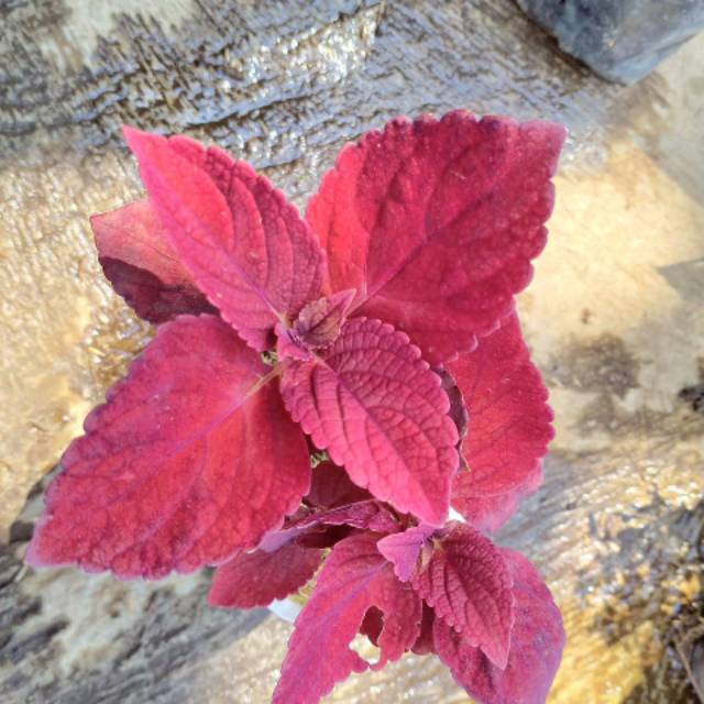 Jual Tanaman Hias Miana Merah Tanaman Hias Bayam Merah | Shopee Indonesia