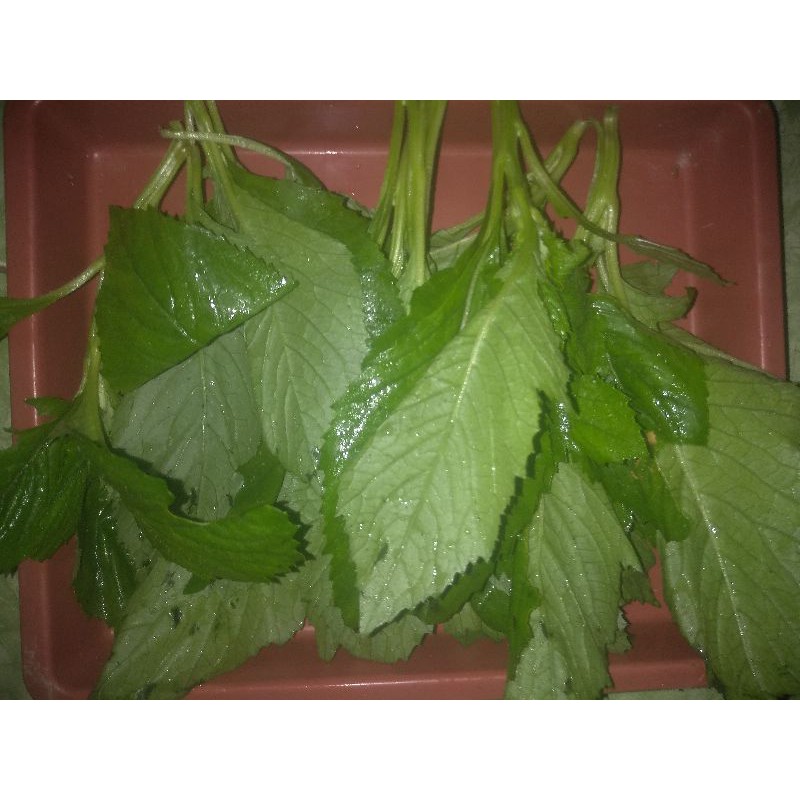 Jual lalaban sintrong 250gr | Shopee Indonesia