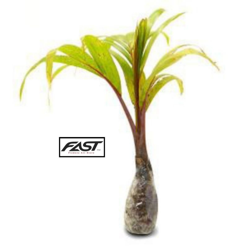 Jual Tanaman Hias Palem Botol - Palm merah - Palem Botol | Shopee Indonesia