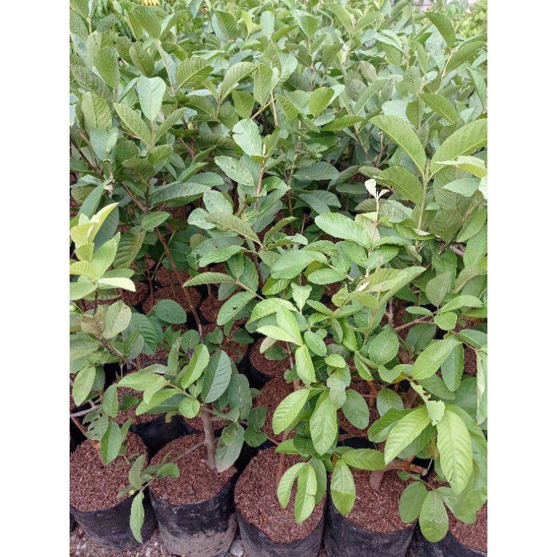 Jual Jambu Batu Kristal, Tanaman Jambu Batu Kristal, Pohon Jambu ...