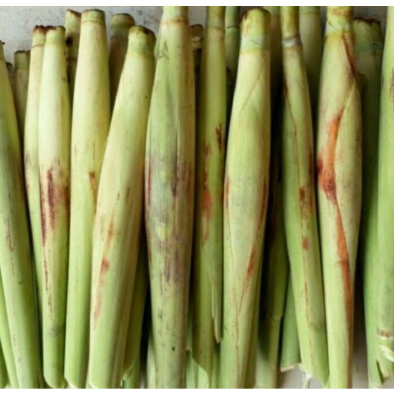 Jual Terubuk sayur dengan telur super besar, harga per(1kg) | Shopee ...