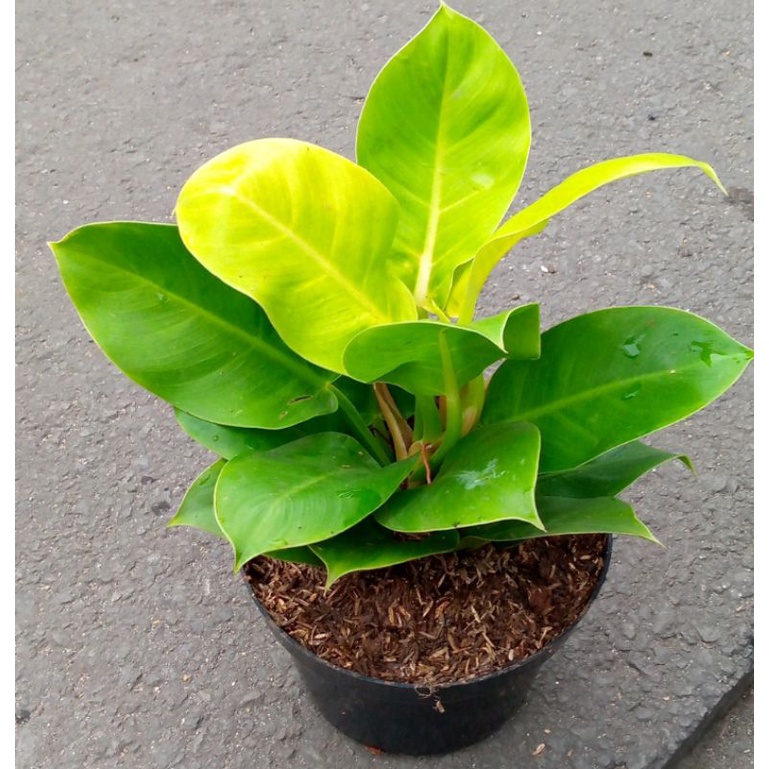 Jual philo lemon rimbun di pot tanaman hias philo | Shopee Indonesia