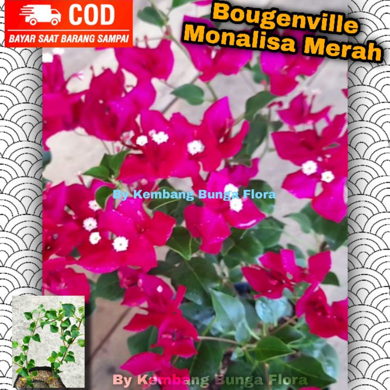 Jual Bugenvil Monalisa Merah Fanta/ Bougenville Monalisa/ Bugenvile ...