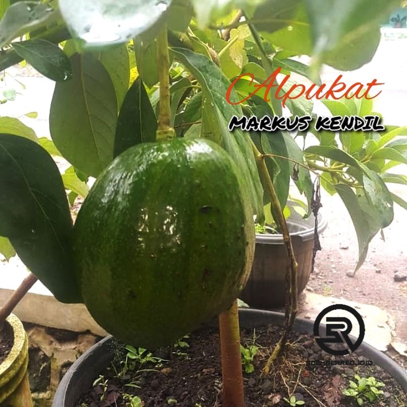 Jual Bibit Alpukat Markus Kendil | Shopee Indonesia