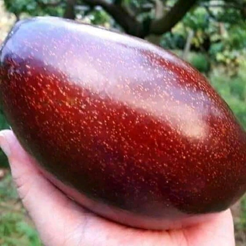 Jual Bibit Alpukat Red Vietnam Original | Shopee Indonesia