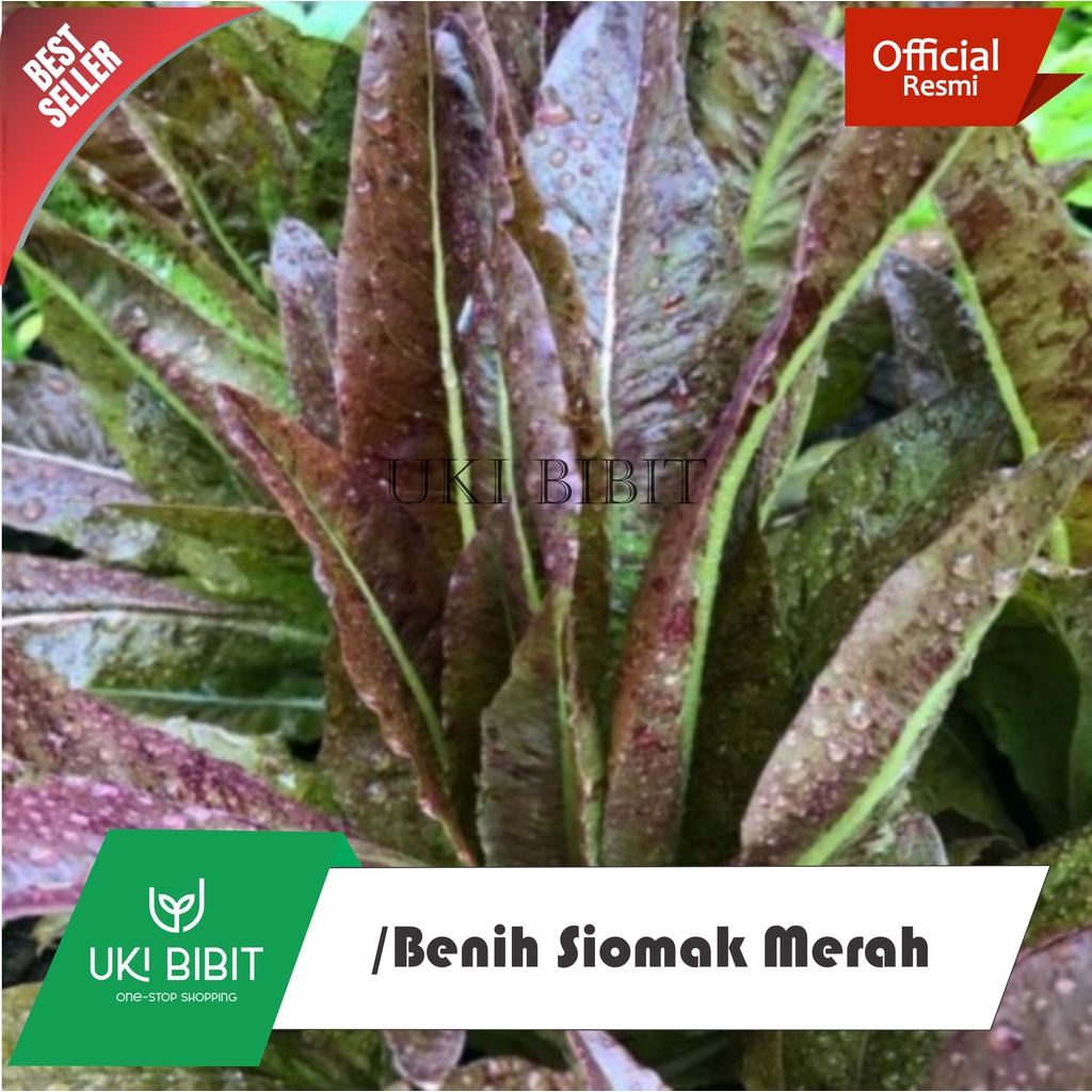 Jual ( 200 Butir ) Benih Siomak Merah | Selada Wangi | Shopee Indonesia