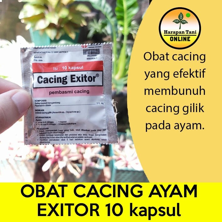 Jual Cacing Exitor 10 kapsul | Obat Cacing Gilik pada Ayam | Obat ...