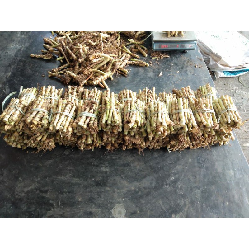 Jual Bibit Rumput Raja (King Grass) Kemasan 1Kg | Shopee Indonesia