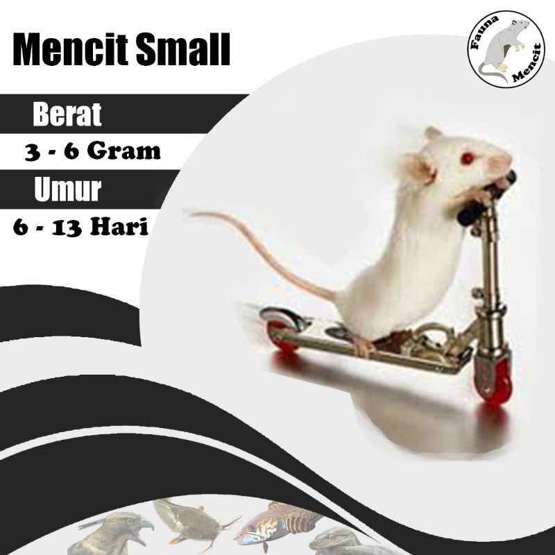 Jual tikus putih mencit small / mencit small | Shopee Indonesia