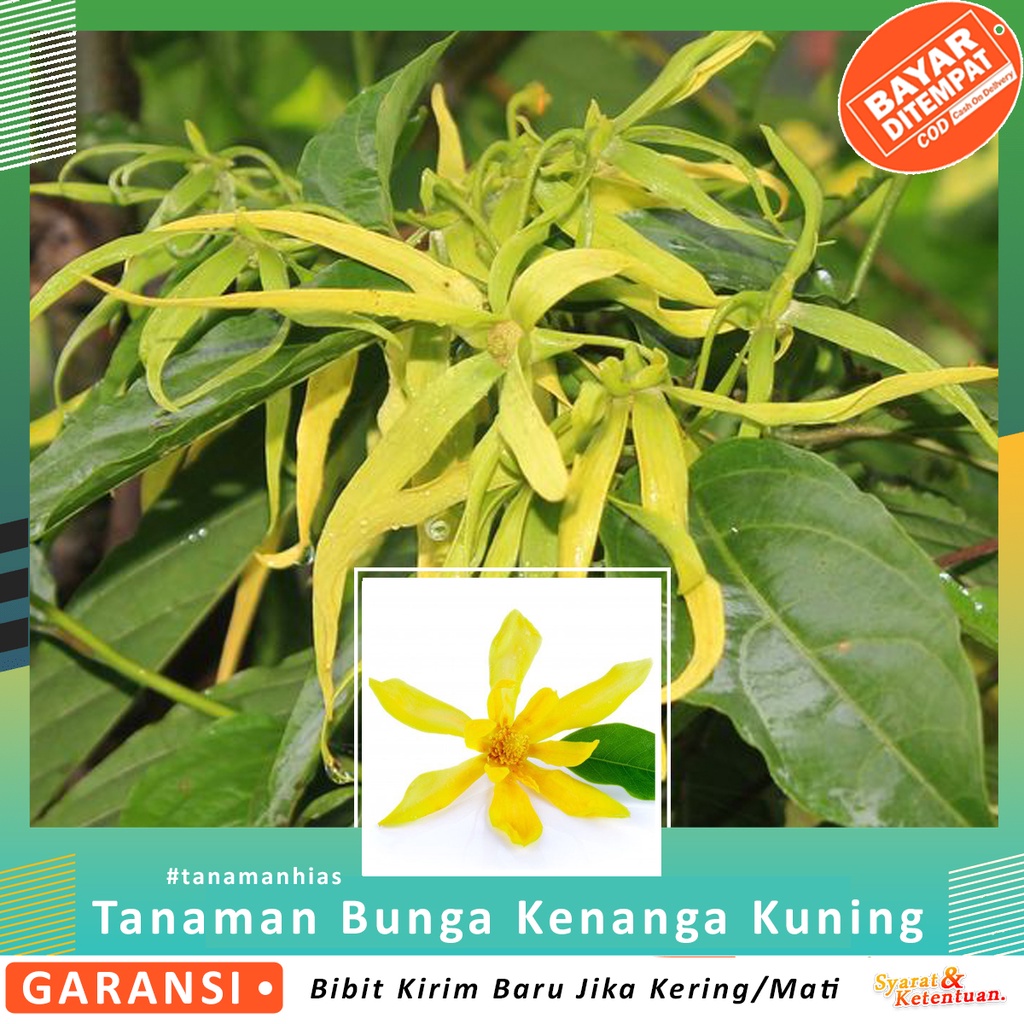Jual Bibit Bunga Kenanga Kuning Tanaman Hias Bunga Kenanga Bunga Ylang ...